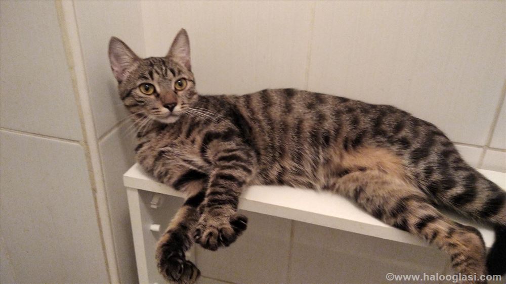Mačkica Lena | Halo Oglasi