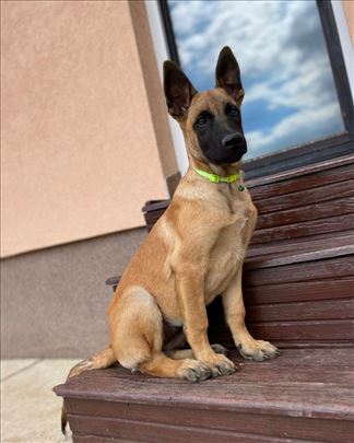 Prodaja pasa i psi na poklon Malinoa, Belgijski ovčar | Halo oglasi