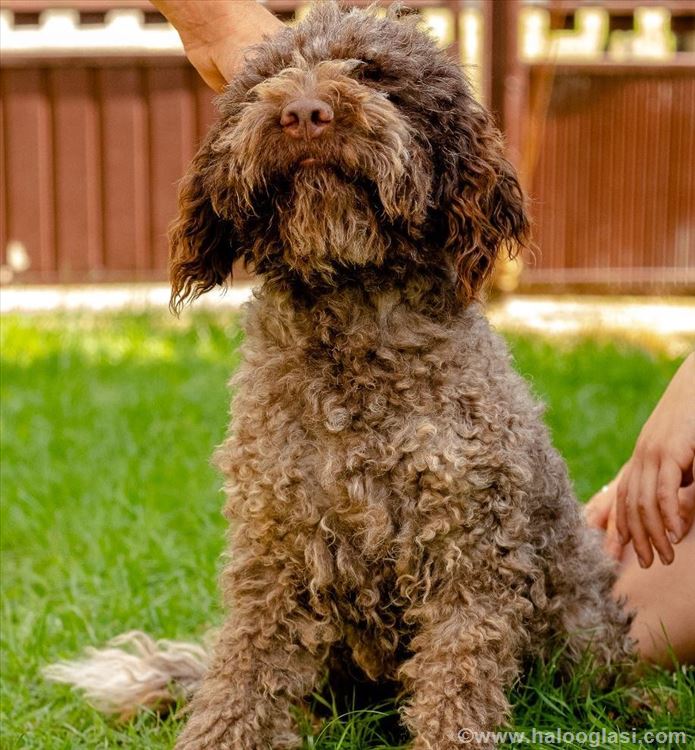 Sve testove; rodovnik: pasoš; CAC odličan | Halo Oglasi