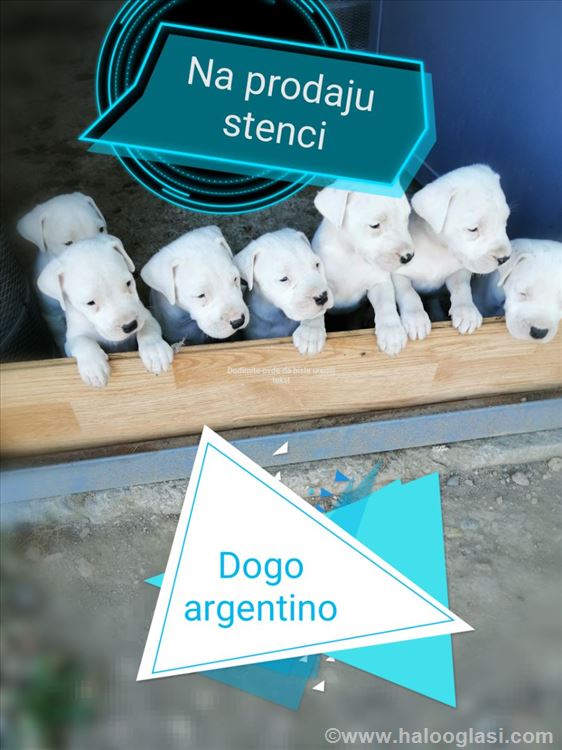 Argentinski pas, štene | Halo Oglasi