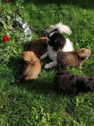 Prodaja pasa i psi na poklon Pekinezer | Halo oglasi