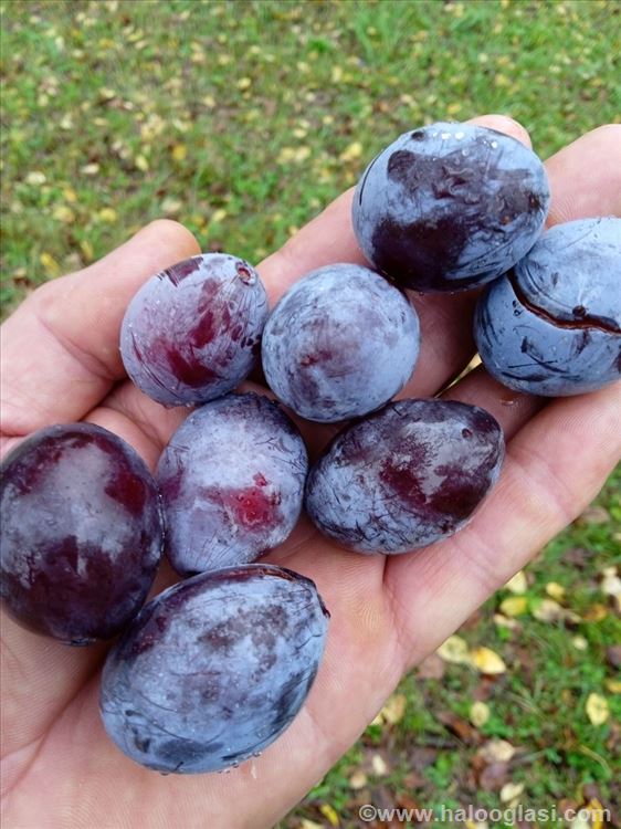 Crvena ranka sadnice | Halo Oglasi