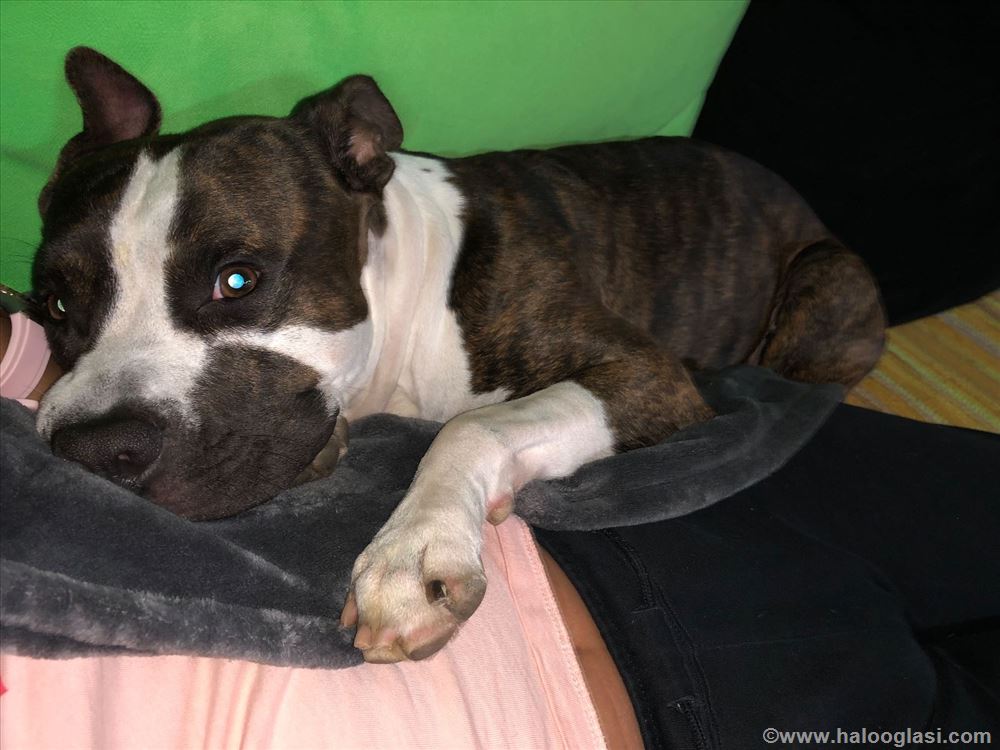 Pit bul terijer, odrastao pas | Halo Oglasi