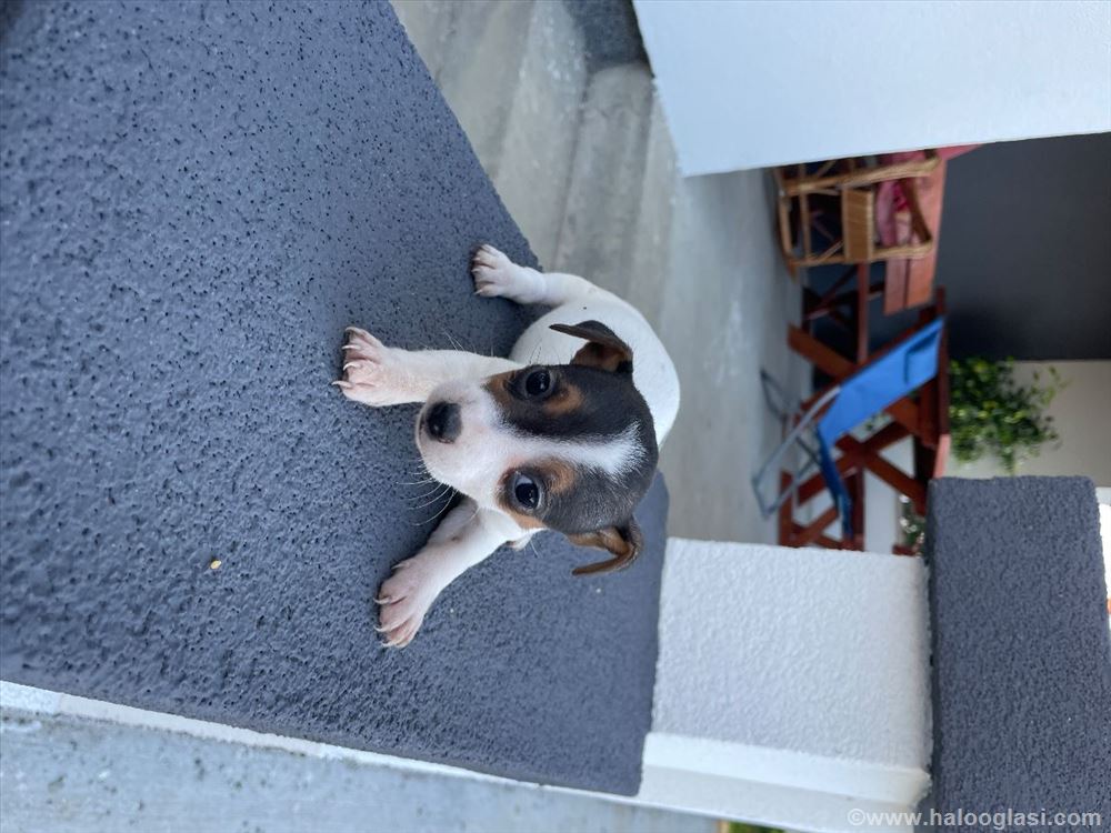 Džek Raselov terijer, štene | Halo Oglasi