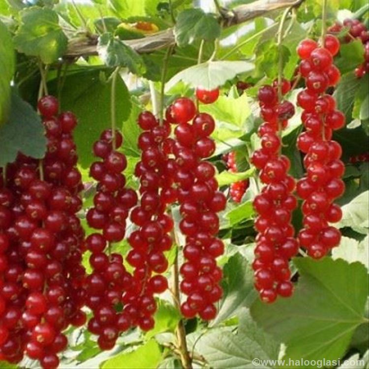 Ribizle sadnice | Halo Oglasi