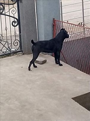 Prodaja pasa i psi na poklon Cane corso | Halo oglasi