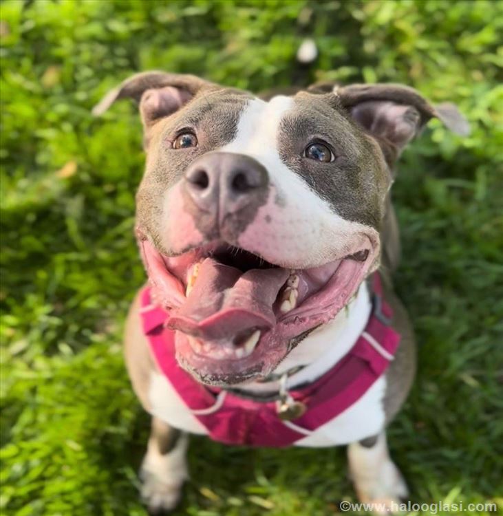 Šetanje pasa | Halo Oglasi