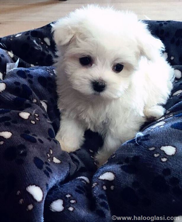 Maltezeri prelepi stenci | Halo Oglasi