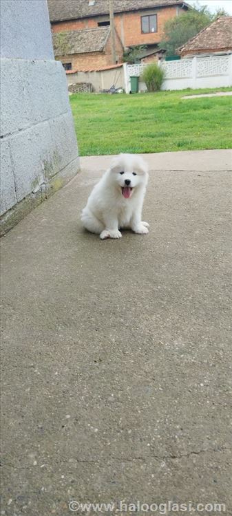 Samojed, štene | Halo Oglasi