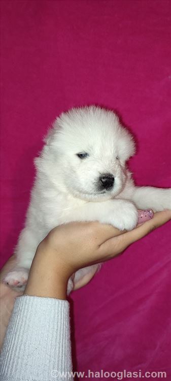 Samojed, štene | Halo Oglasi
