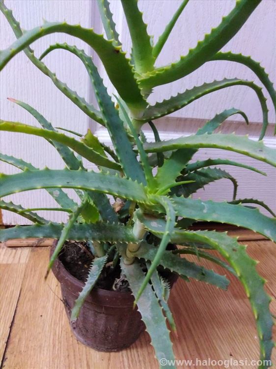 ALOJA arborescens | Halo Oglasi