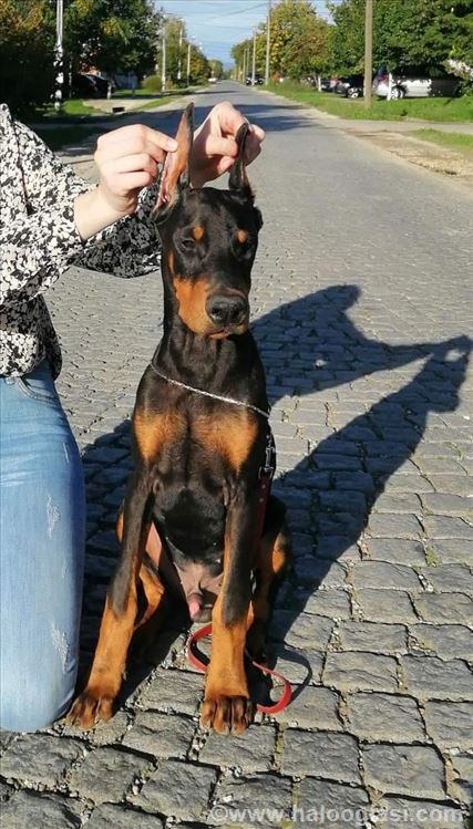Doberman, štene | Halo Oglasi