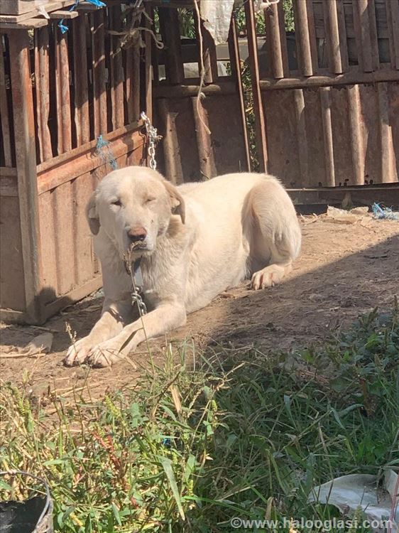 Srednjeazijski ovčar | Halo Oglasi