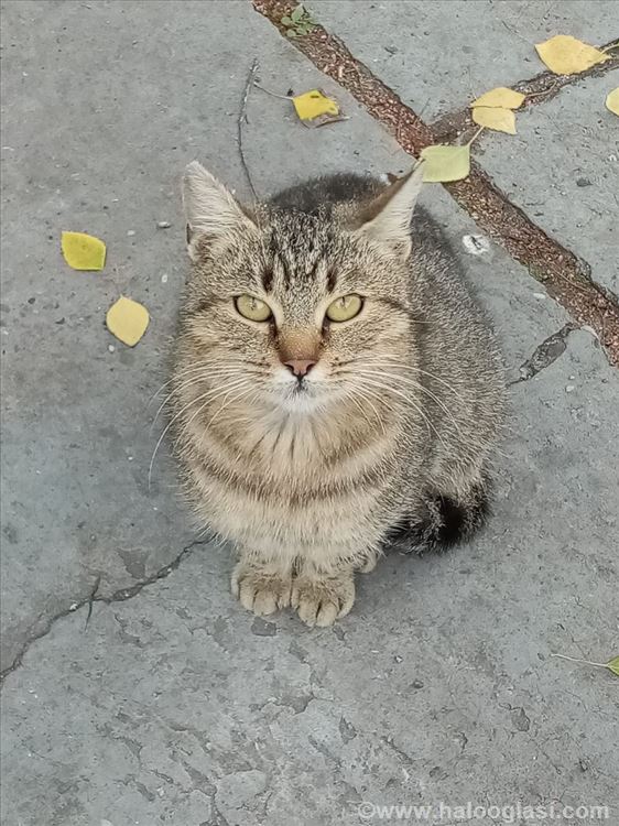 Poklanja se mlada, umiljata pitoma maca | Halo Oglasi