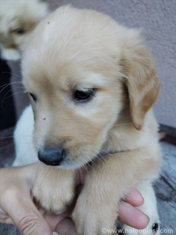 Zlatni retriver, štene | Halo Oglasi
