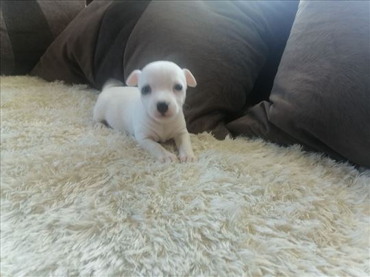 Prodaja pasa i psi na poklon Džek Rasel terijer | Halo oglasi