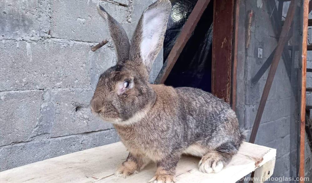 Belgijski sivi Orijas | Halo Oglasi