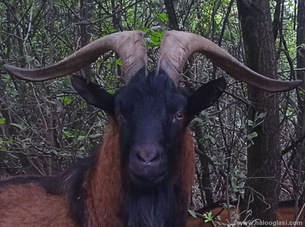 Alpski jarac | Halo Oglasi