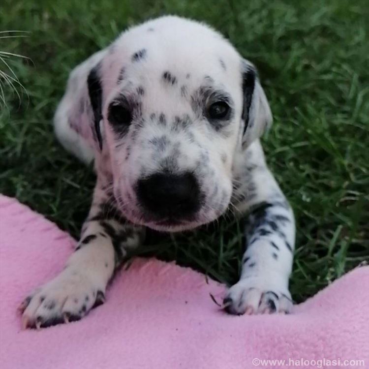 Dalmatinski pas , štene | Halo Oglasi
