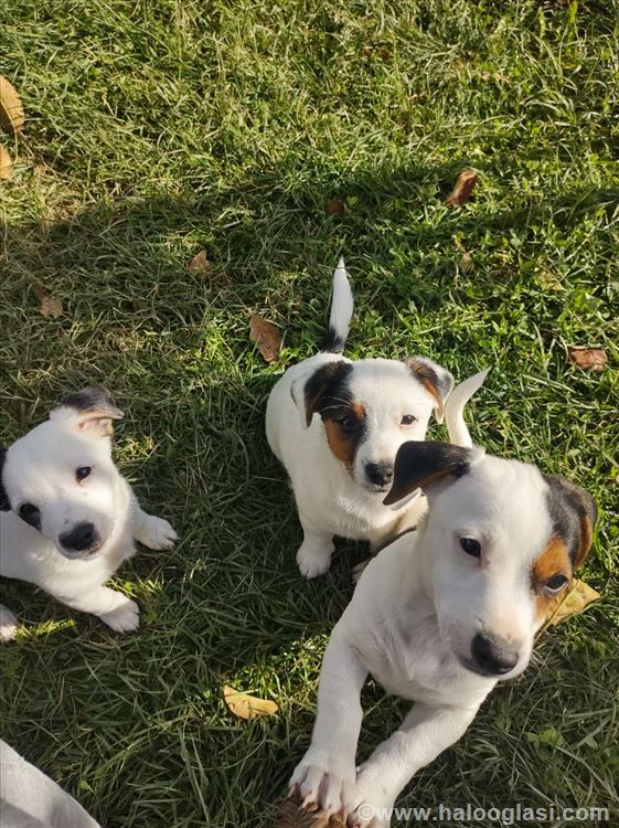 Džek Raselov terijer, štene | Halo Oglasi