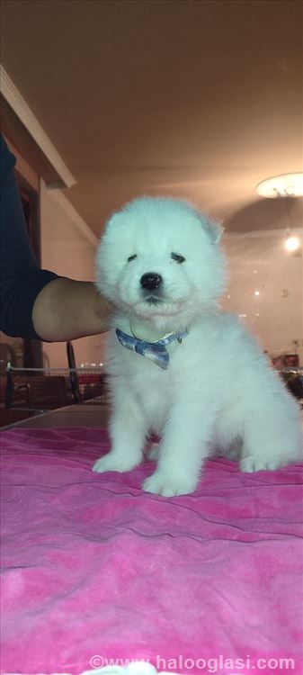 Samojed, štene | Halo Oglasi
