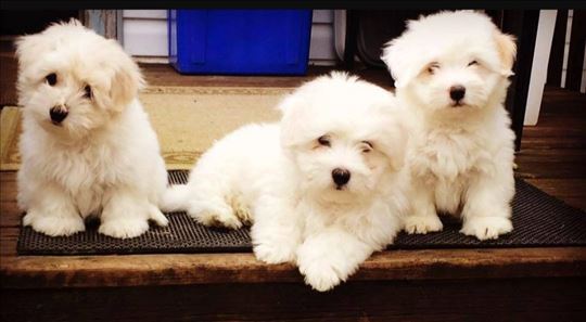 Prodaja pasa i psi na poklon Tulearski pas | Halo oglasi