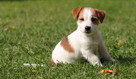 Prodaja pasa i psi na poklon Džek Rasel terijer | Halo oglasi