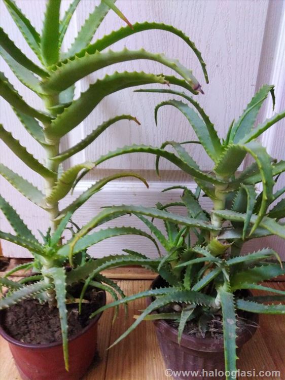 Aloja arborescens | Halo Oglasi