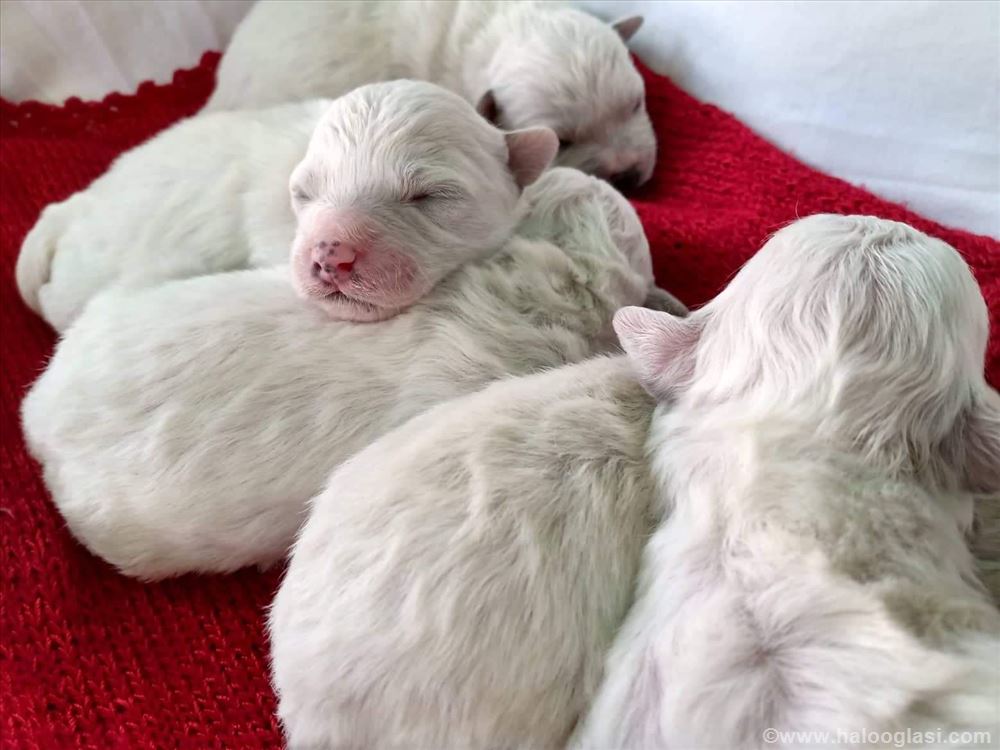 Kovrdžavi bišon, štene | Halo Oglasi