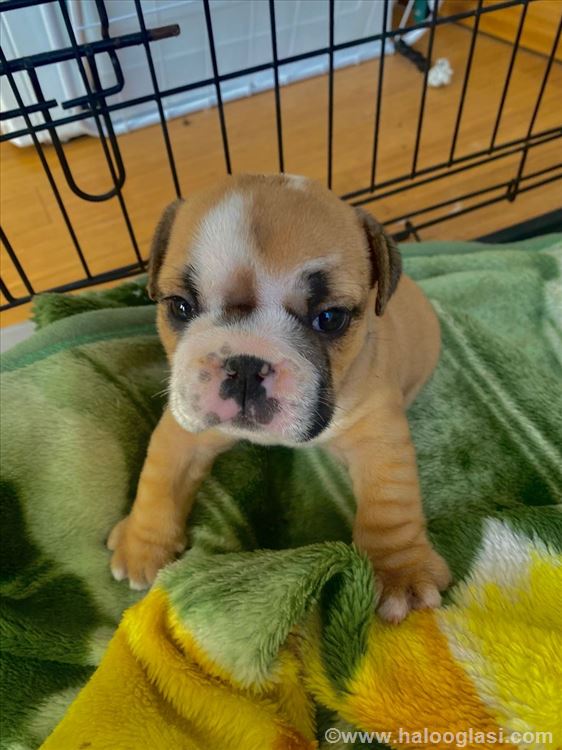 Engleski buldog, štene | Halo Oglasi
