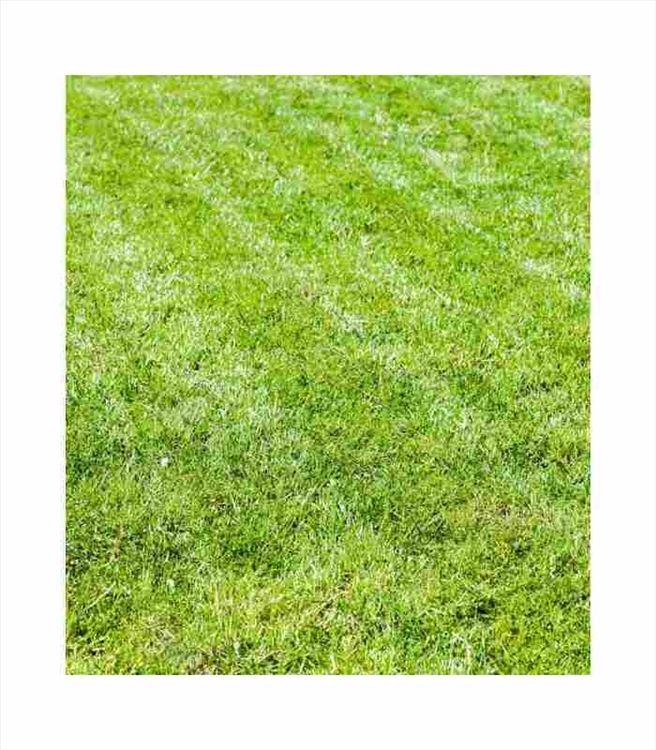 Smeša trava za sunce 500g | Halo Oglasi