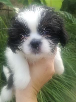 Prodaja pasa i psi na poklon Ši-cu | Halo oglasi