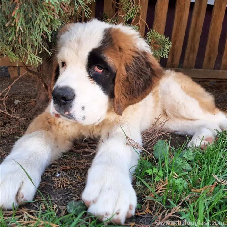 Bernardinac, štene | Halo Oglasi