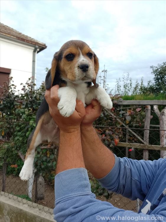 Bigl, štene | Halo Oglasi