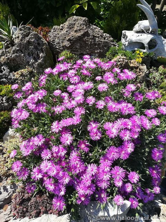 Delosperma cooperi-Ledeni cvet | Halo Oglasi