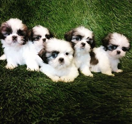 Prodaja pasa i psi na poklon Ši-cu | Halo oglasi