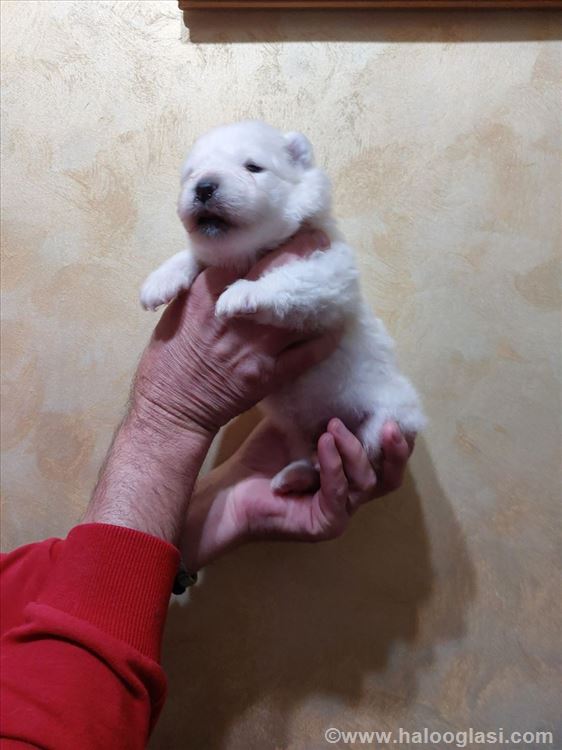 Samojed, štene | Halo Oglasi