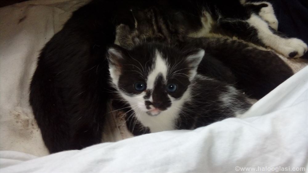 Male mace na poklon! | Halo Oglasi