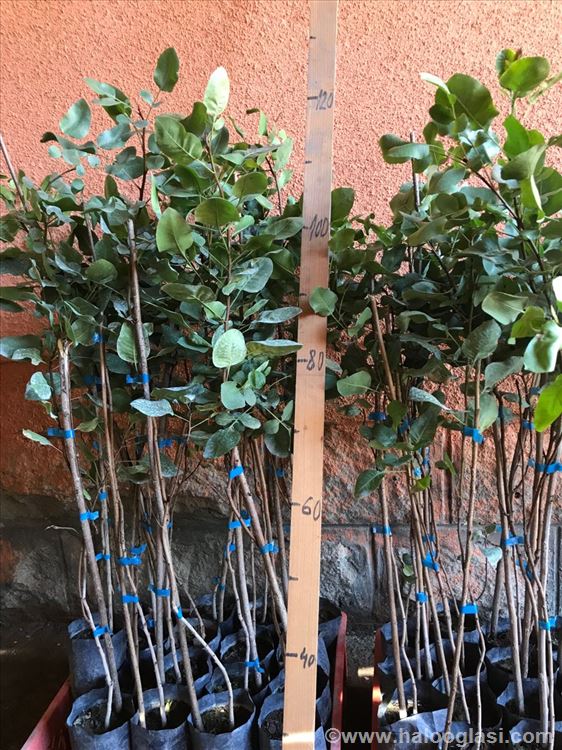 Pistaći sadnice | Halo Oglasi