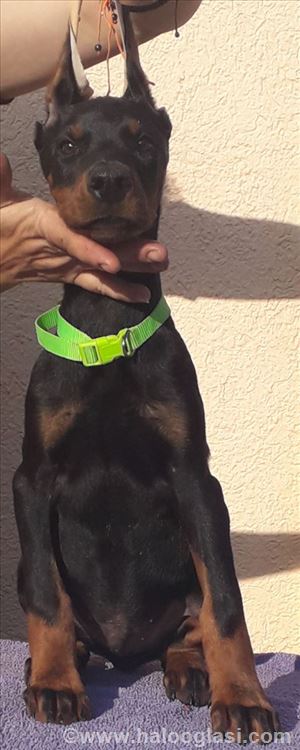 Doberman , štene | Halo Oglasi