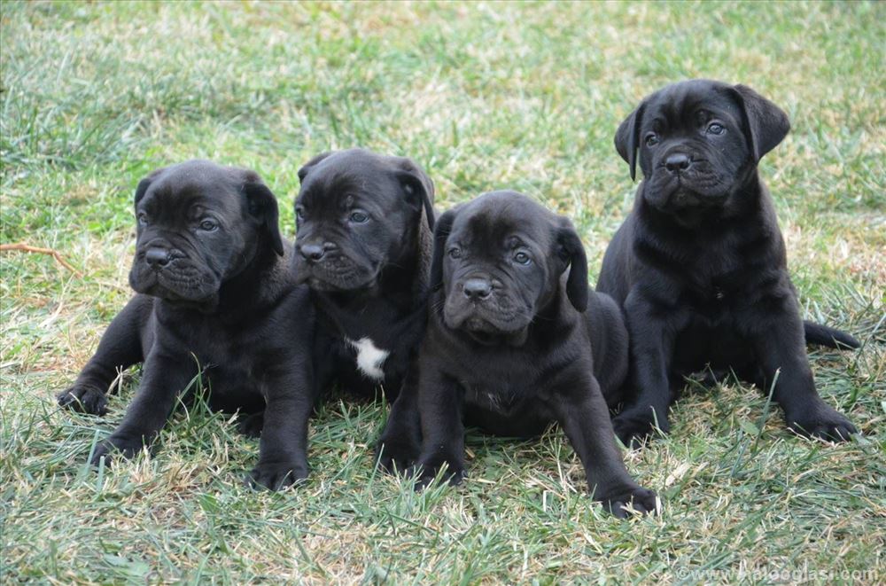 Cane Corso štenci | Halo Oglasi