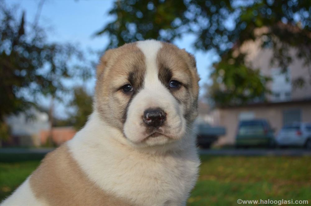 Srednjeazijski ovčar, štene | Halo Oglasi