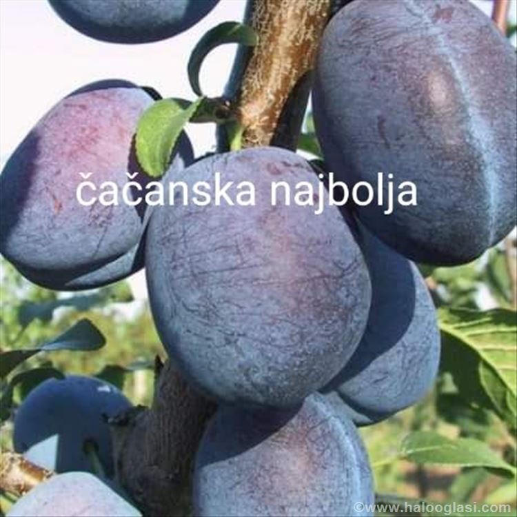 Voćne sadnice šljive | Halo Oglasi