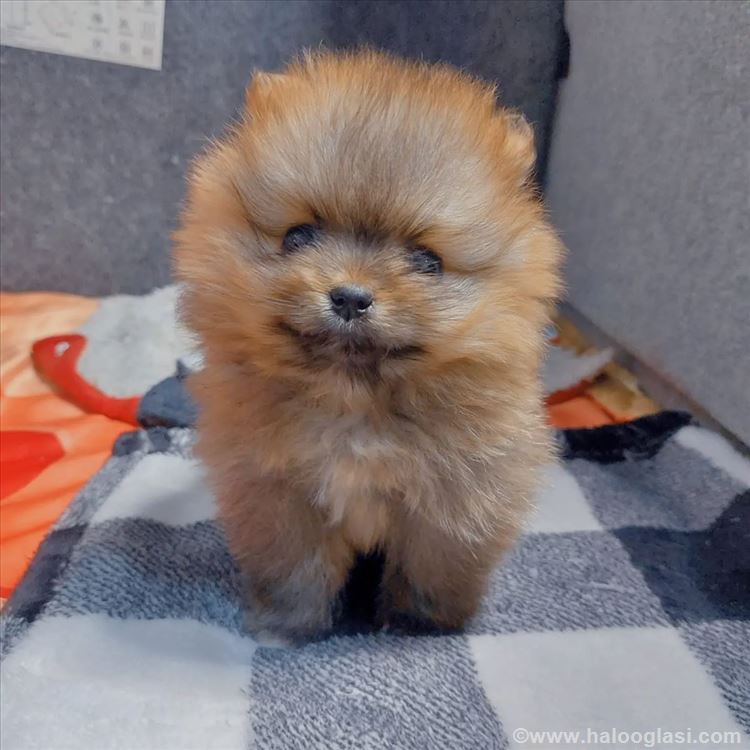 Pomeranci, štene, Pomeranian/Boo štenci | Halo Oglasi