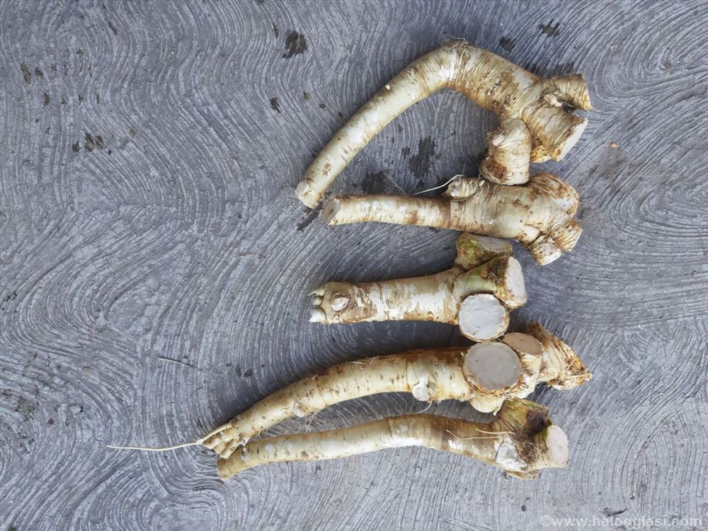 Ren koren | Halo Oglasi