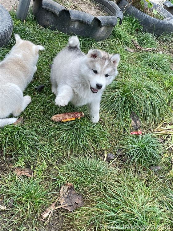 Sibirski haski , štene | Halo Oglasi