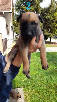 Prodaja pasa i psi na poklon Malinoa, Belgijski ovčar | Halo oglasi