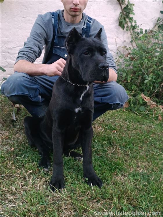 Cane Corso, štene | Halo Oglasi