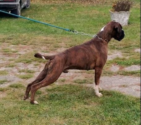 Prodaja pasa i psi na poklon Nemački bokser | Halo oglasi