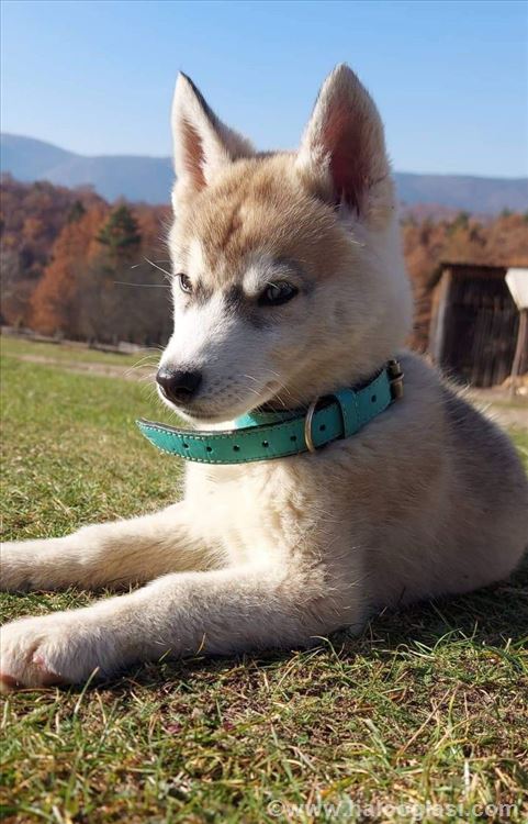 Sibirski haski , štene | Halo Oglasi